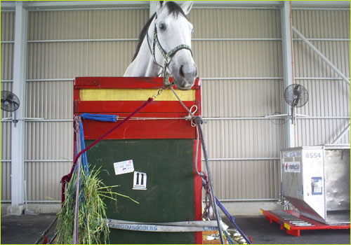 MASkargo Animal Hotel - Gallery